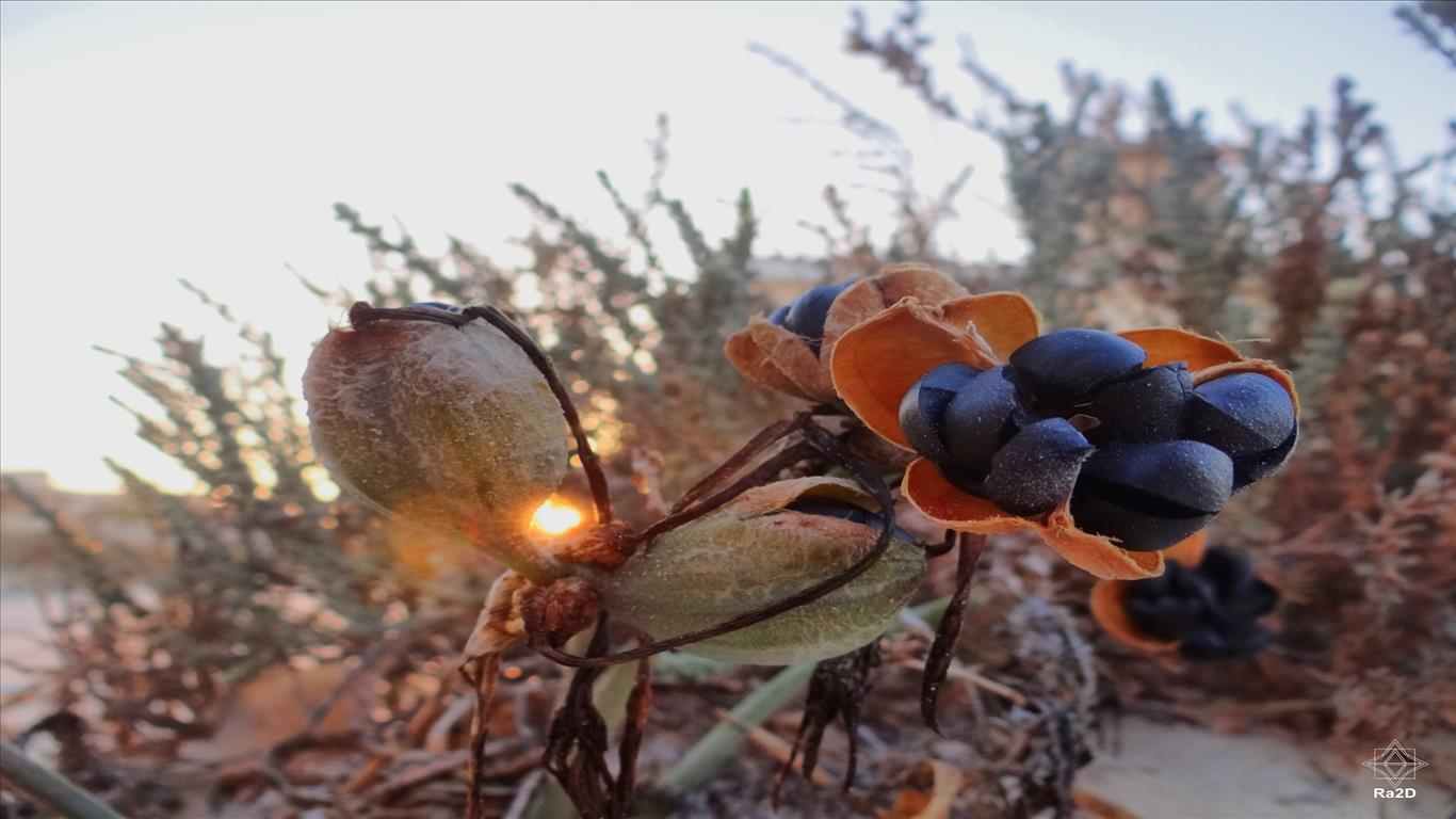 Egypt-Marsa-Matrouh-Agiba-Sunset-Ra2D - Exclusive Wallpapers | Ra2D